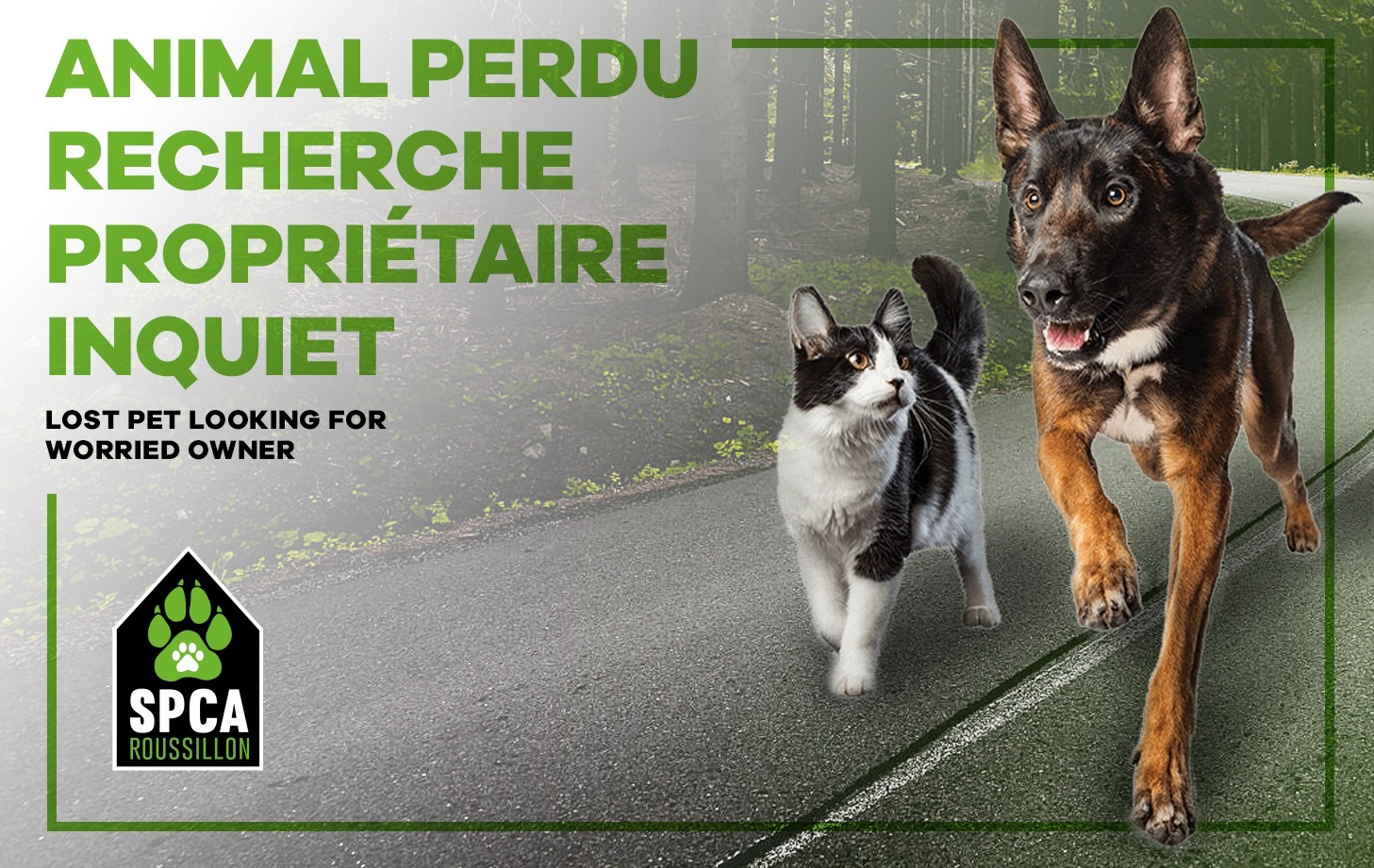 Animal perdu recherche propriétaire inquiet - Ville de Sainte-Catherine